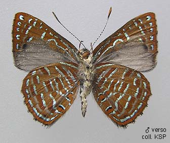 Papua Insects Foundation (Lepidoptera/Lycaenidae/Lycaeninae ...